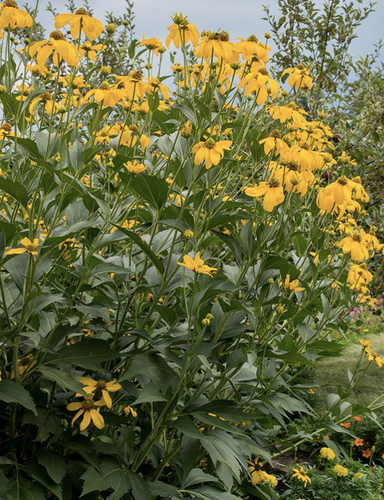 Cutleaf Coneflower - Rudbeckia laciniata | CampCreekNativePlant