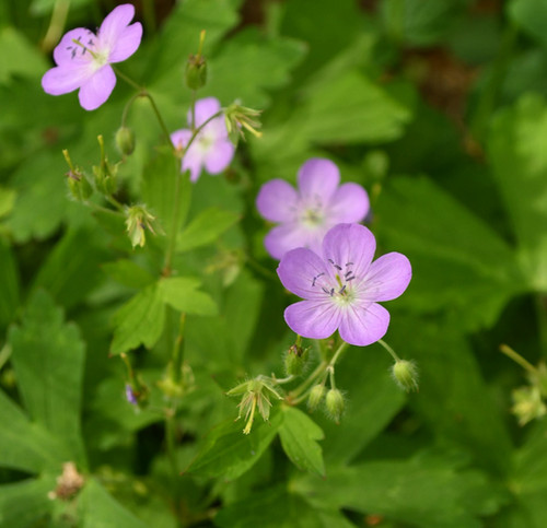 Wild Geranium - Geranium maculatum | US Native Plants | Buy Now