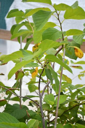 Two-Winged Silverbell - Halesia diptera | US Native Plants | Buy Now