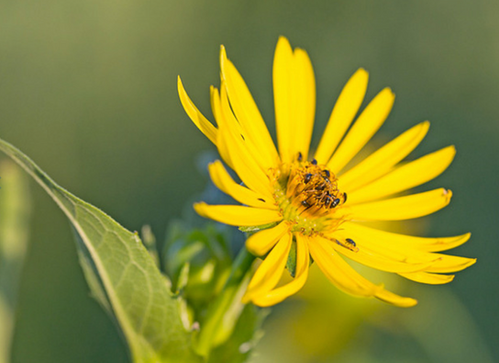 Silphium perfoliatum- Cup Plant | US Native Plants | Buy Now