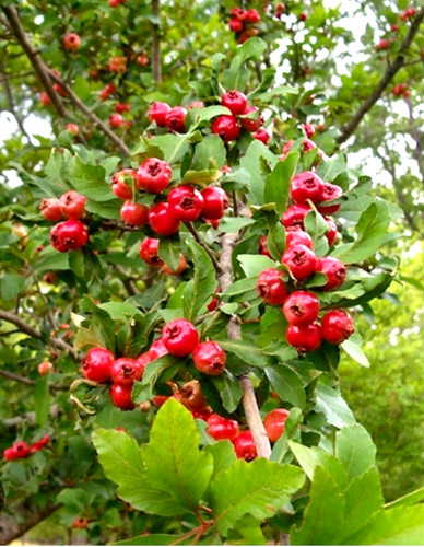 Mayhaw - Crataegus aestivalis | US Native Plants | Buy Now