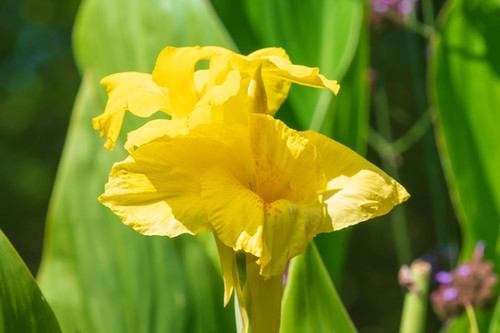 Golden Canna Lilly- Canna flaccida | US Native Plants | Buy Now