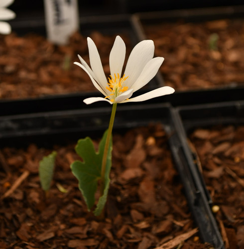 Bloodroot - Sanguinaria candensis | US Native Plants | Buy Now