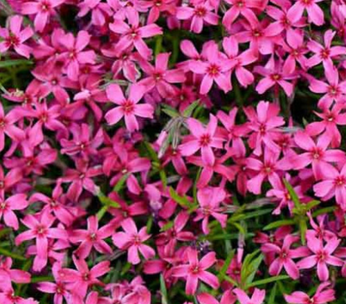Red Creeping Thrift 'Scarlet Flame' - Phlox subulata | CampCreekNativePlant
