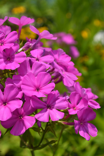 Buy Phlox 'Robert Poore' | Phlox paniculata