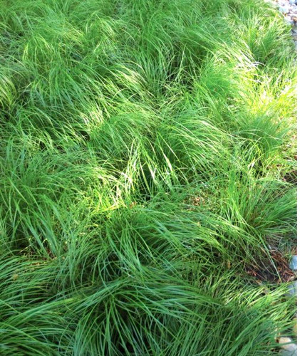 Pennsylvania Sedge - Carex pensylvanica | US Native Plants | Buy Now