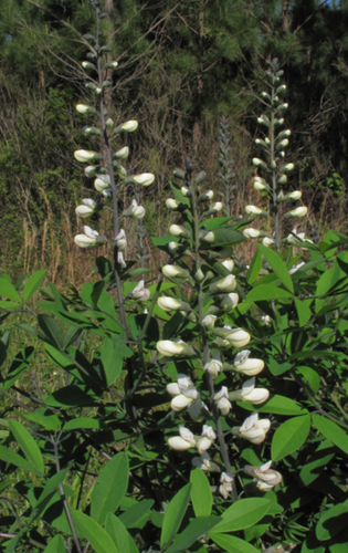 White False Indigo - Baptisia alba | US Native Plants | Buy Now