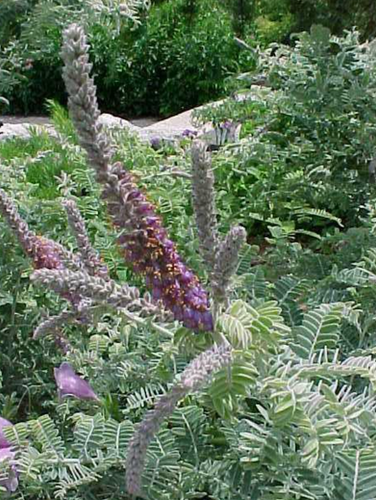 Lead Plant - Amorpha canescens | US Native Plants | Buy Now
