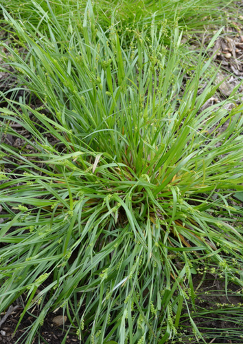 Common Woodland Sedge - Carex blanda | US Native Plants | Buy Now