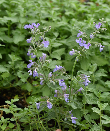 Catmint 'Walker's Low' - Nepeta racemosa | US Native Plants | Buy Now