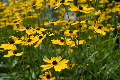 Coreopsis palustris ' Summer Sunshine'- Summer Sunshine Swamp Coreopsis ...