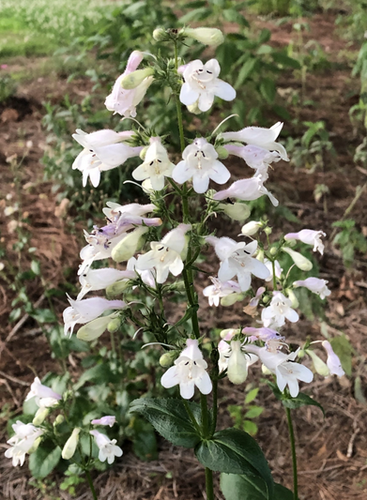 Foxglove Beardtongue - Penstemon digitalis | US Native Plants | Buy Now
