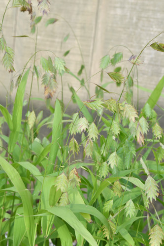 Northern Sea Oats - Chasmanthium latifolium | US Native Plants | Buy Now
