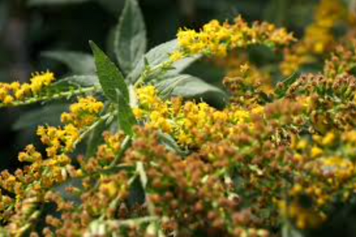 Wrinkle Leaf Goldenrod 'Fireworks' (Solidago rugosa) - US Native Plants ...