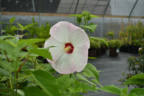 Hibiscus moscheutos- Swamp Mallow | US Native Plants | Buy Now