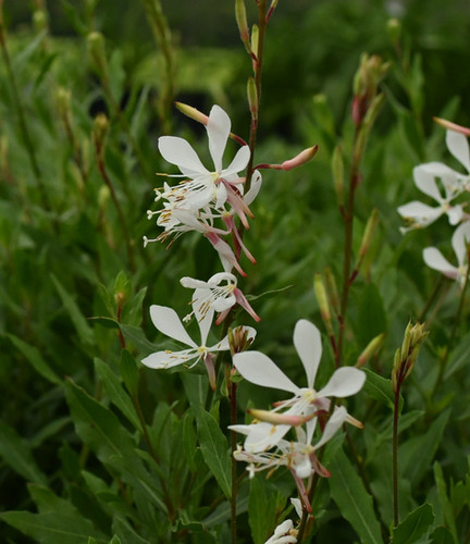 Biennial Gaura - Oenothera gaura | US Native Plants | Buy Now