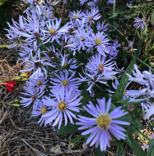 Smooth Blue Aster - Aster laevis | CampCreekNativePlant