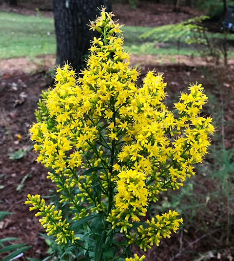 solidago plants