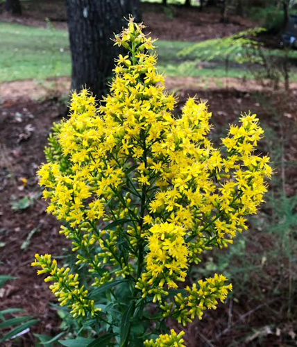 Showy Goldenrod (Solidago speciosa) - US Native Plants | Buy Now