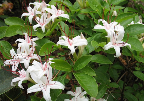 Sweet Azalea - Rhododendron arborescens | US Native Plants | Buy Now