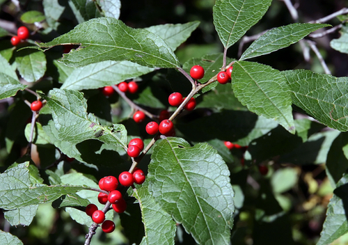 Winterberry Holly - Ilex verticillata ‘Winter Red’ | US Native Plants ...