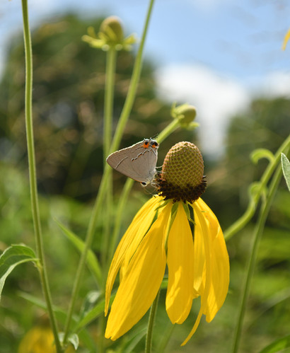 Ratibida pinnata- Gray Headed Coneflower | US Native Plants | Buy Now