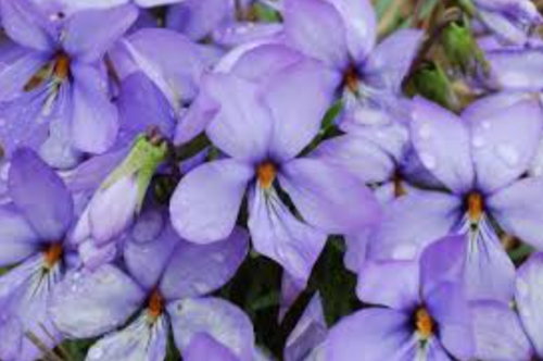 Bird's Foot Violet (Viola pedata) - US Native Plants | Buy Now