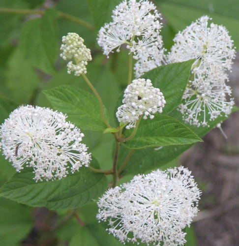 New Jersey Tea - Ceanothus americanus | US Native Plants | Buy Now
