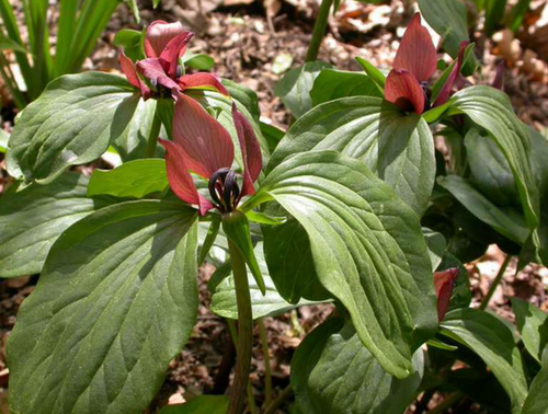 Prairie Trillium (Trillium recurvatum) - US Native Plants | Buy Now