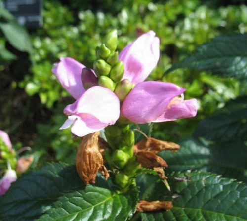 Pink Turtlehead 'Hot Lips' - Chelone lyonii | US Native Plants | Buy Now