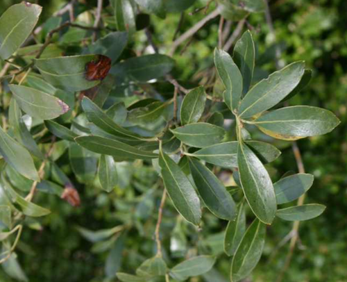Inkberry Holly - Ilex glabra | US Native Plants | Buy Now