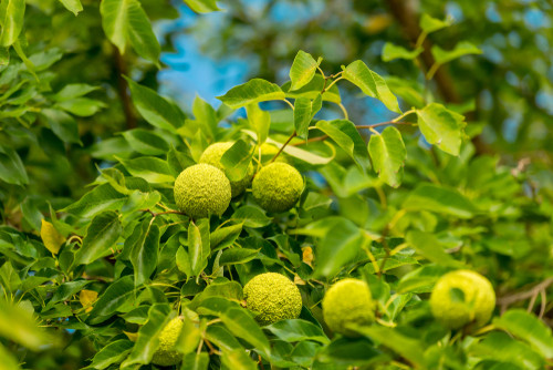 Maclura pomifera- Osage Orange | US Native Plants | Buy Now