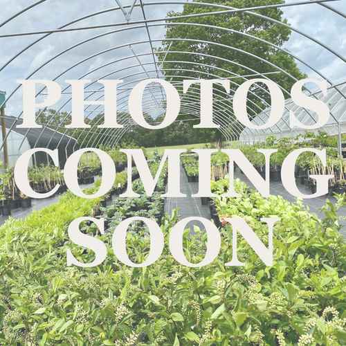 Fog/Frog Fruit - Phyla nodiflora | US Native Plants | Buy Now