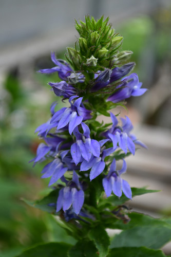 Great Blue Lobelia - Lobelia siphilitica | US Native Plants | Buy Now