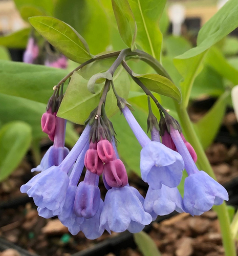 Mertensia virginica- Virginia Bluebells | US Native Plants | Buy Now