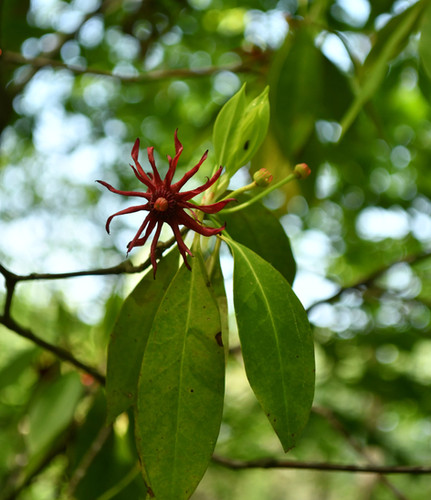 Florida Anise - Illicium floridanum | US Native Plants | Buy Now