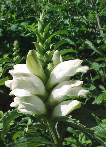 White Turtlehead - Chelone glabra | US Native Plants | Buy Now