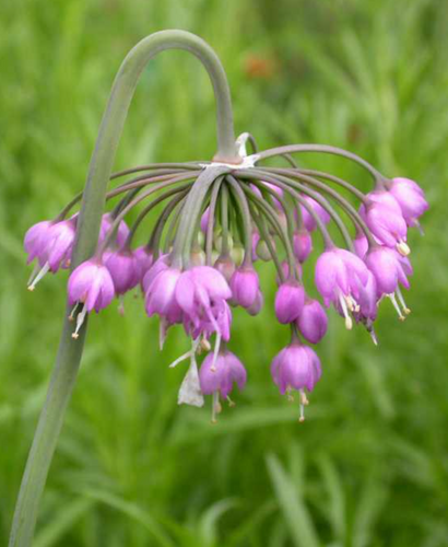 Nodding Onion - Allium cernuum | CampCreekNativePlant