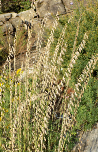 Sideoats Grama - Bouteloua curtipendula | US Native Plants | Buy Now