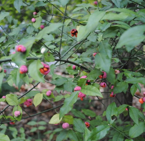 Strawberry Bush - Euonymus americanus | US Native Plants | Buy Now