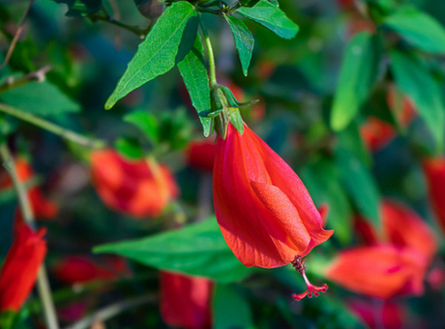 Turk's Cap Hibiscus - Malvaviscus arboreus | CampCreekNativePlantTurk's ...