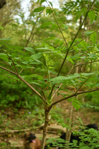 Aralia spinosa- Devil's Walking Stick | US Native Plants | Buy Now