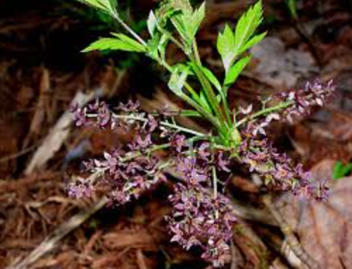 Shrub Yellowroot (Xanthorhiza simplicissima) - US Native Plants | Buy Now