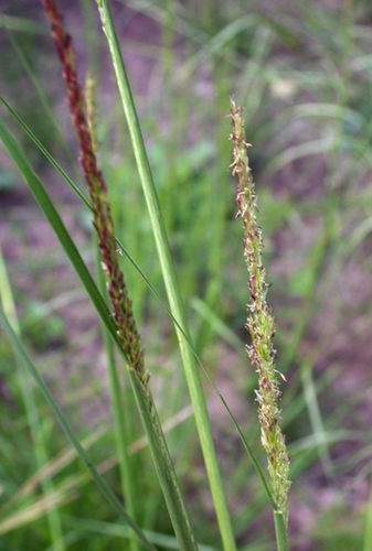 Tall Dropseed (Sporobolus compositus) - US Native Plants | Buy Now