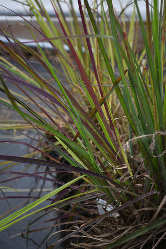 Big Bluestem 'Red October' - Andropogon gerardii 'Red October' | US ...