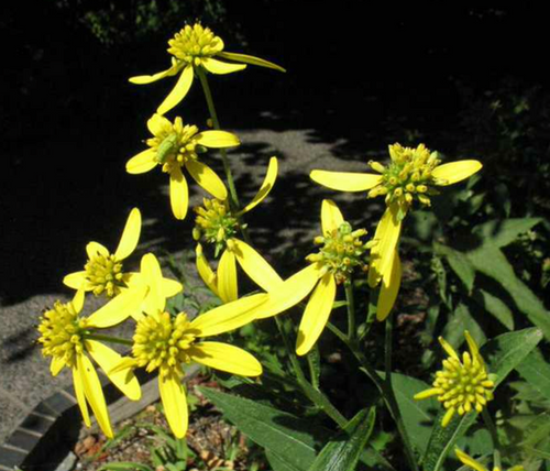 Wingstem (Verbesina alternifolia) - US Native Plants | Buy Now