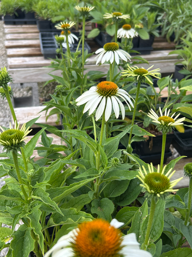 White Swan Coneflower - Echinacea purpurea 'White Swan' | US Native ...