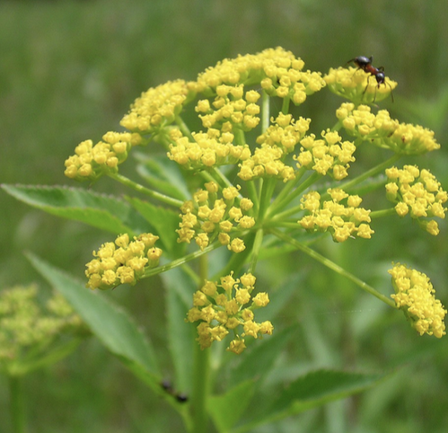Golden Alexanders (Zizia aurea) - US Native Plants | Buy Now