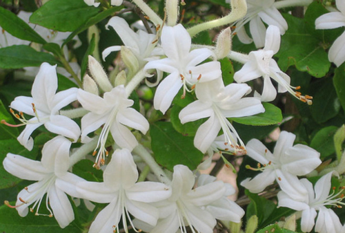 Swamp Azalea - Rhododendron viscosum | US Native Plants | Buy Now