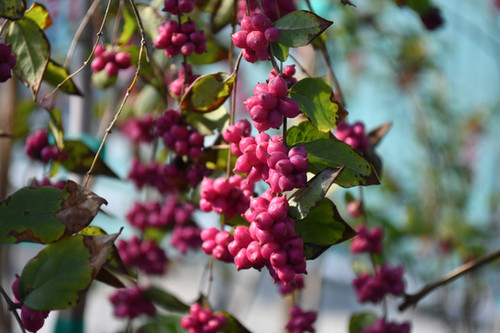 Coralberry - Symphoricarpos orbiculatus | US Native Plants | Buy Now